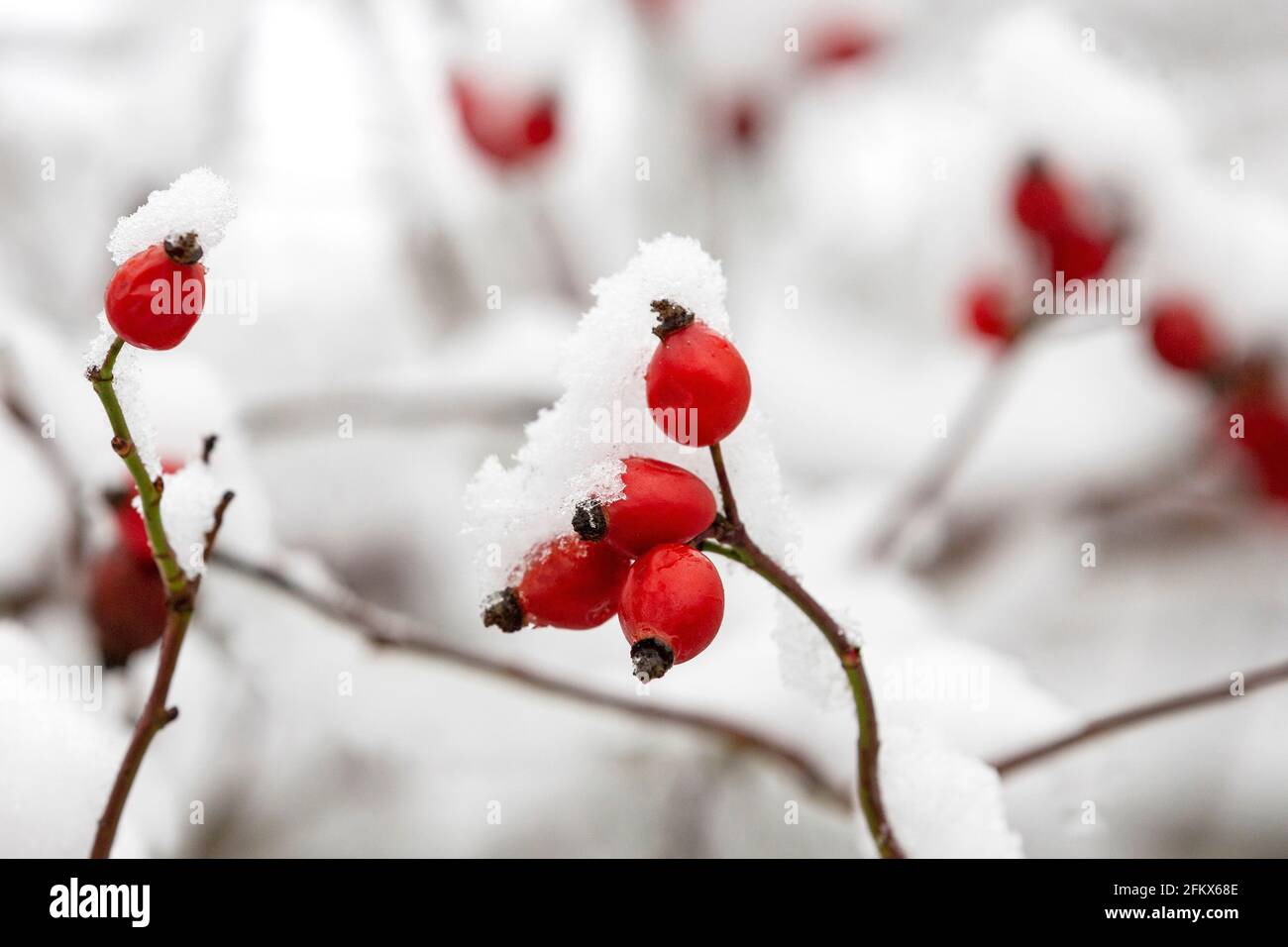 Rose Hips, Fruits With Snow Stock Photo - Alamy