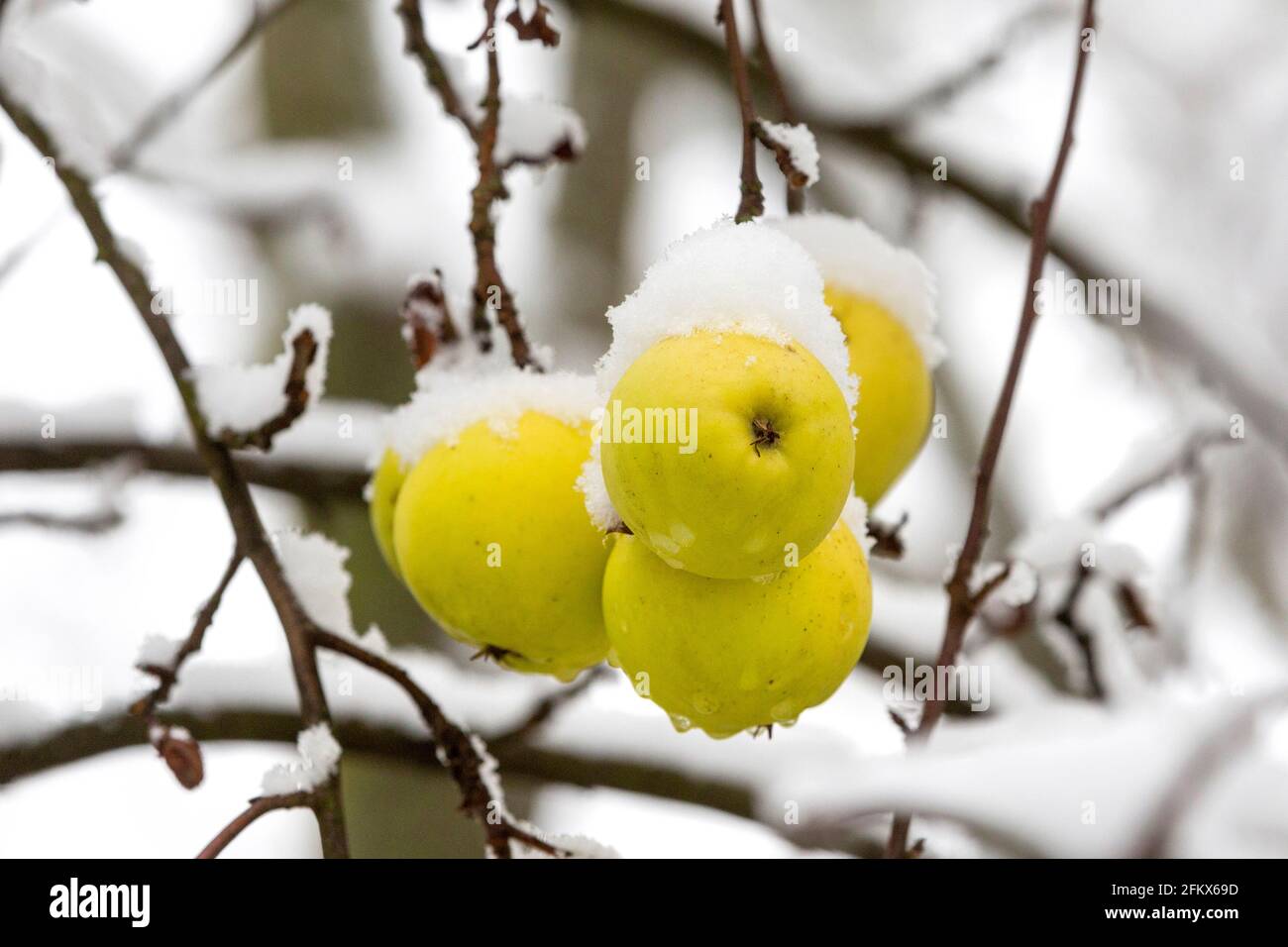 Apples, Fruits With Snow Stock Photo - Alamy