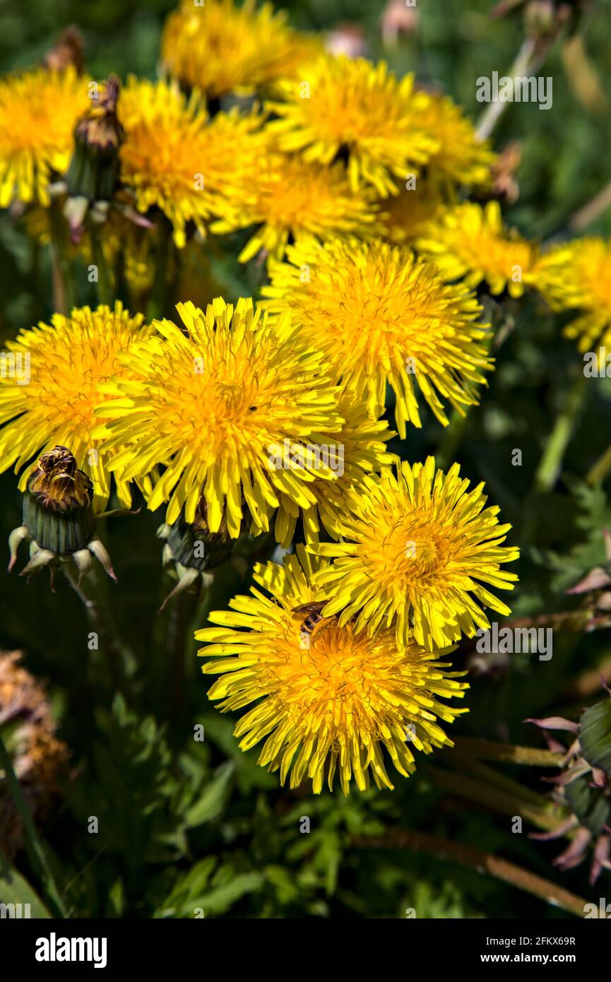 Group of dandelions in bloom Stock Photo - Alamy