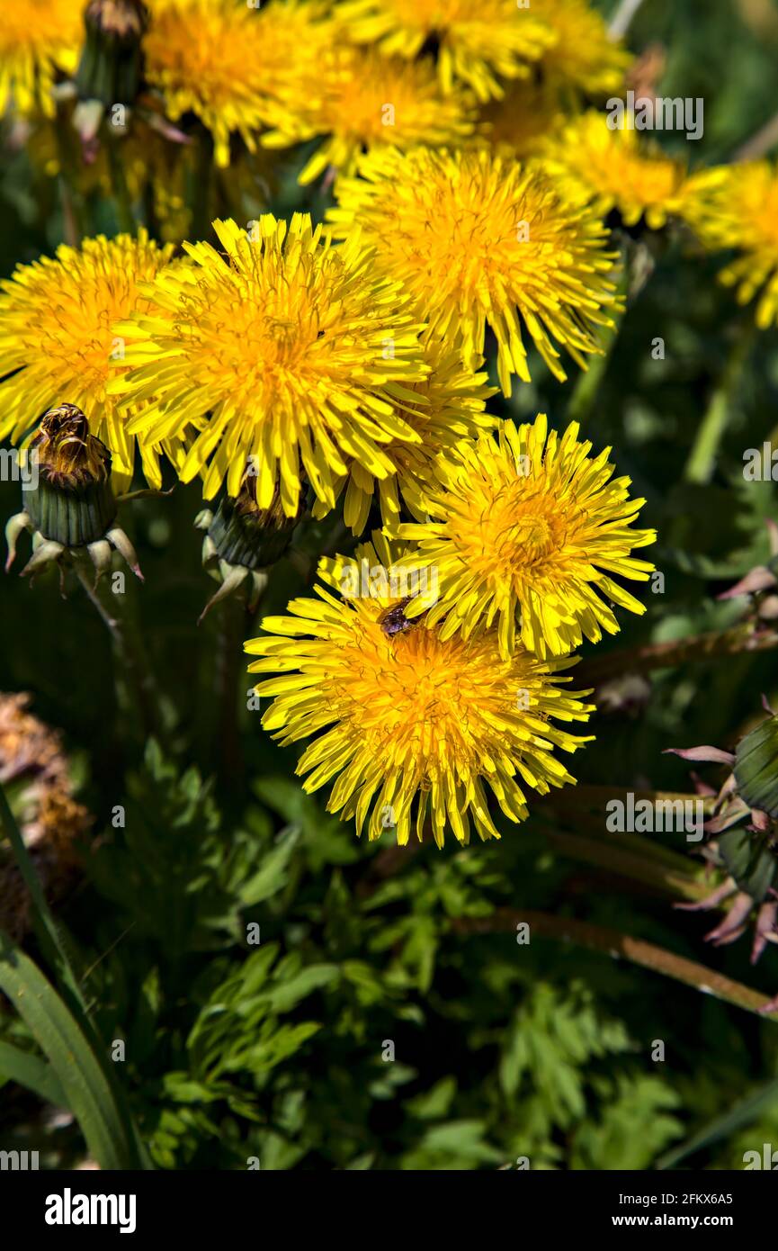 Group of dandelions seen up close Stock Photo - Alamy