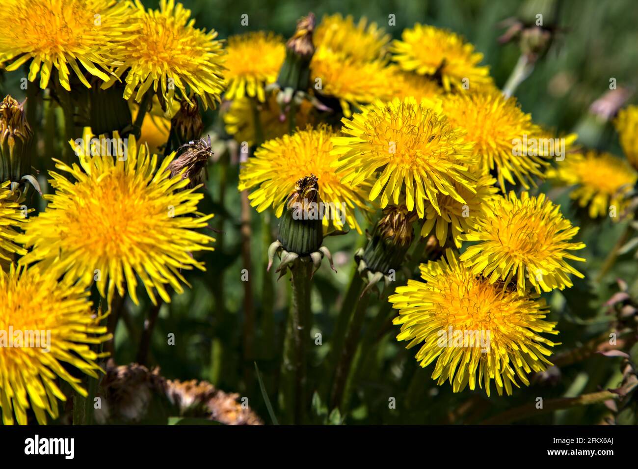 Group of dandelions seen up close Stock Photo - Alamy