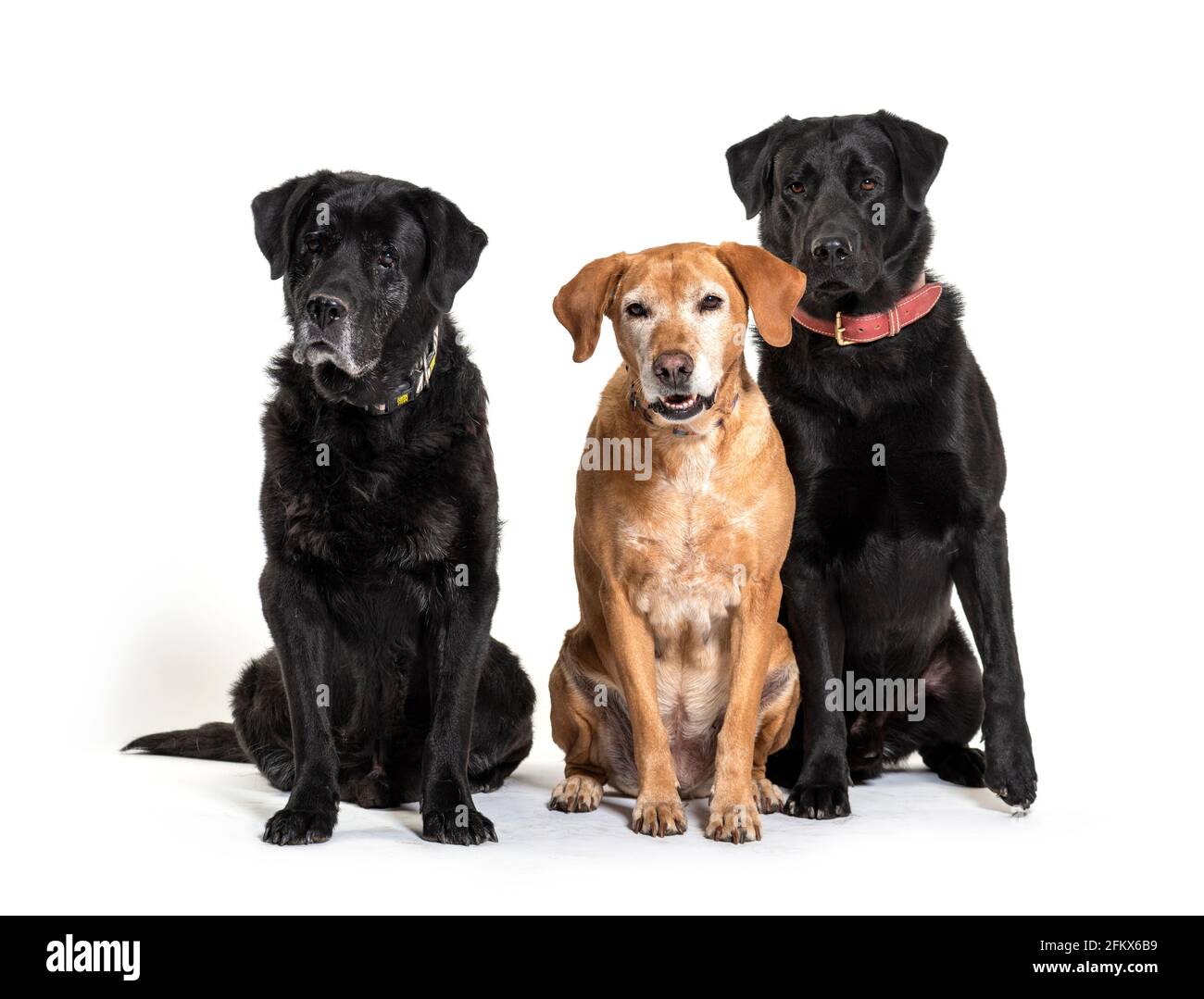 Group of Labrador Retriever dogs, isolated on white Stock Photo - Alamy