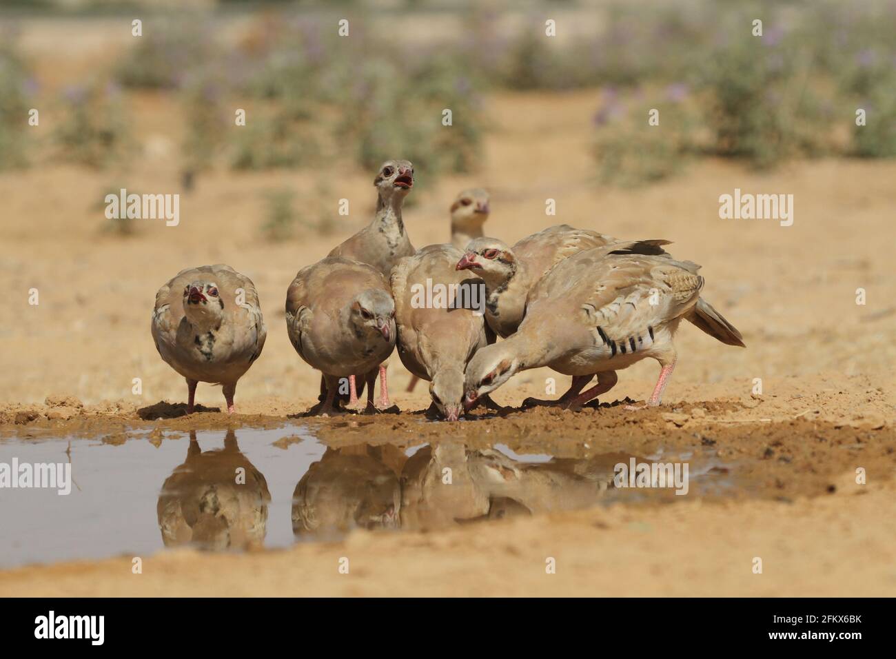 Chukar partridge (Alectoris chukar) or simply chukar drinking water ...