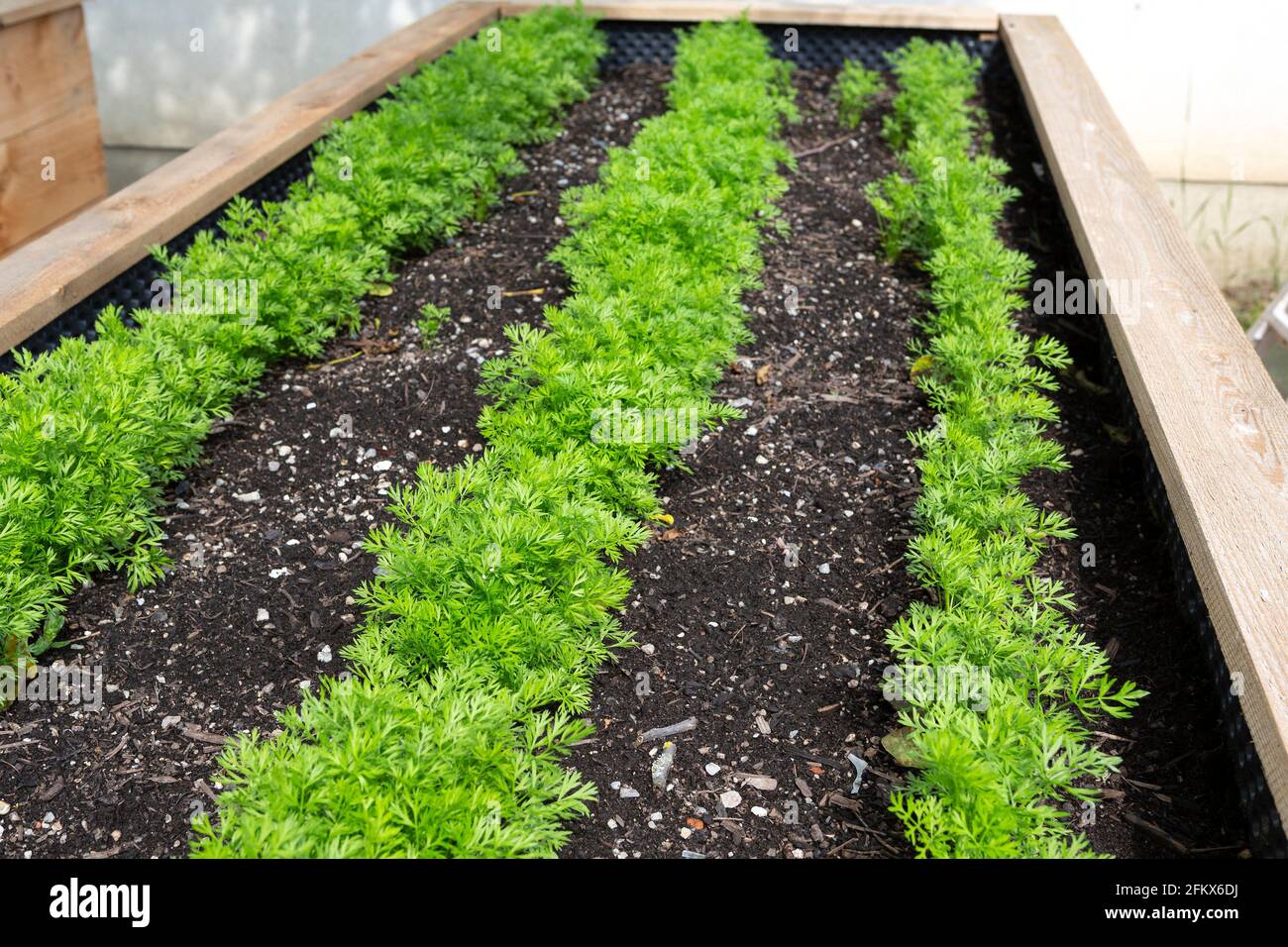 Raised Bed, Carrot Plants Stock Photo - Alamy
