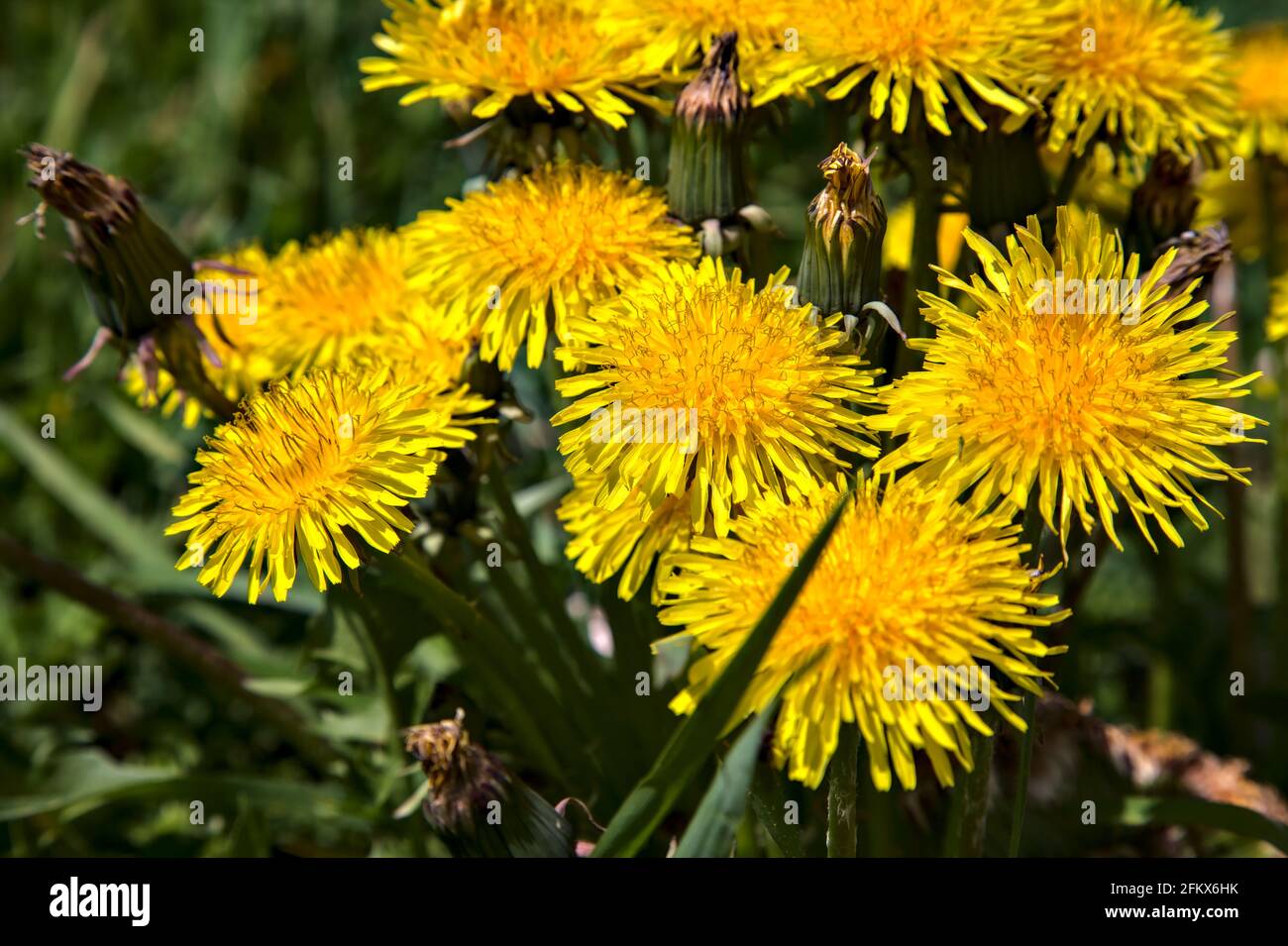 Group of dandelions seen up close Stock Photo - Alamy
