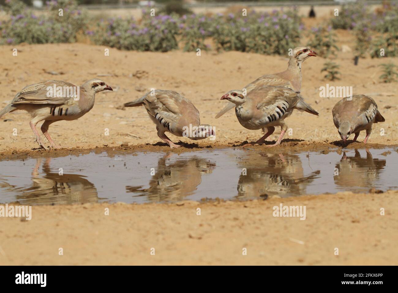 Chukar partridge (Alectoris chukar) or simply chukar drinking water ...