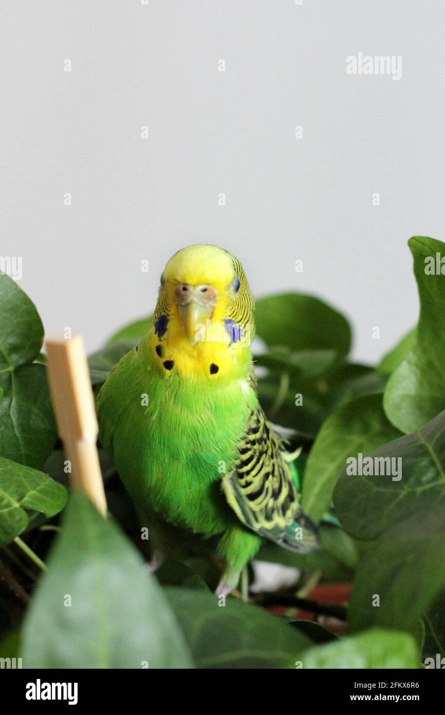 Beautiful wavy parrot close up. Green budgerigar Stock Photo - Alamy