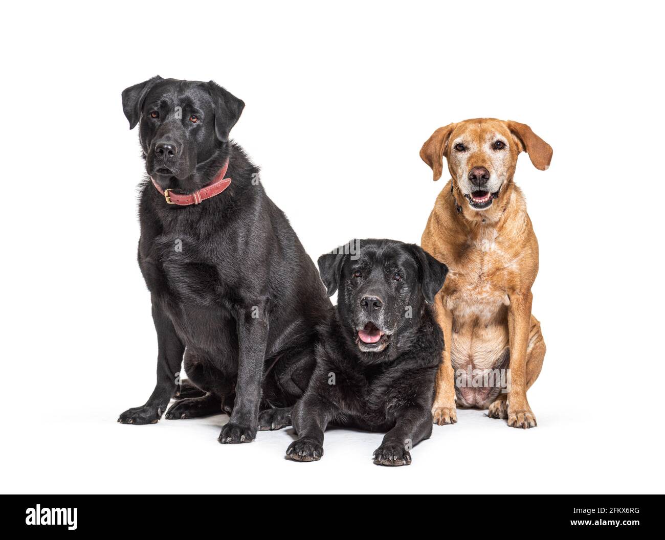 Group of Labrador Retriever dogs, isolated on white Stock Photo - Alamy
