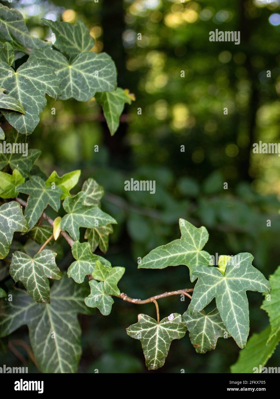 Focused foreground leaves hi-res stock photography and images - Alamy
