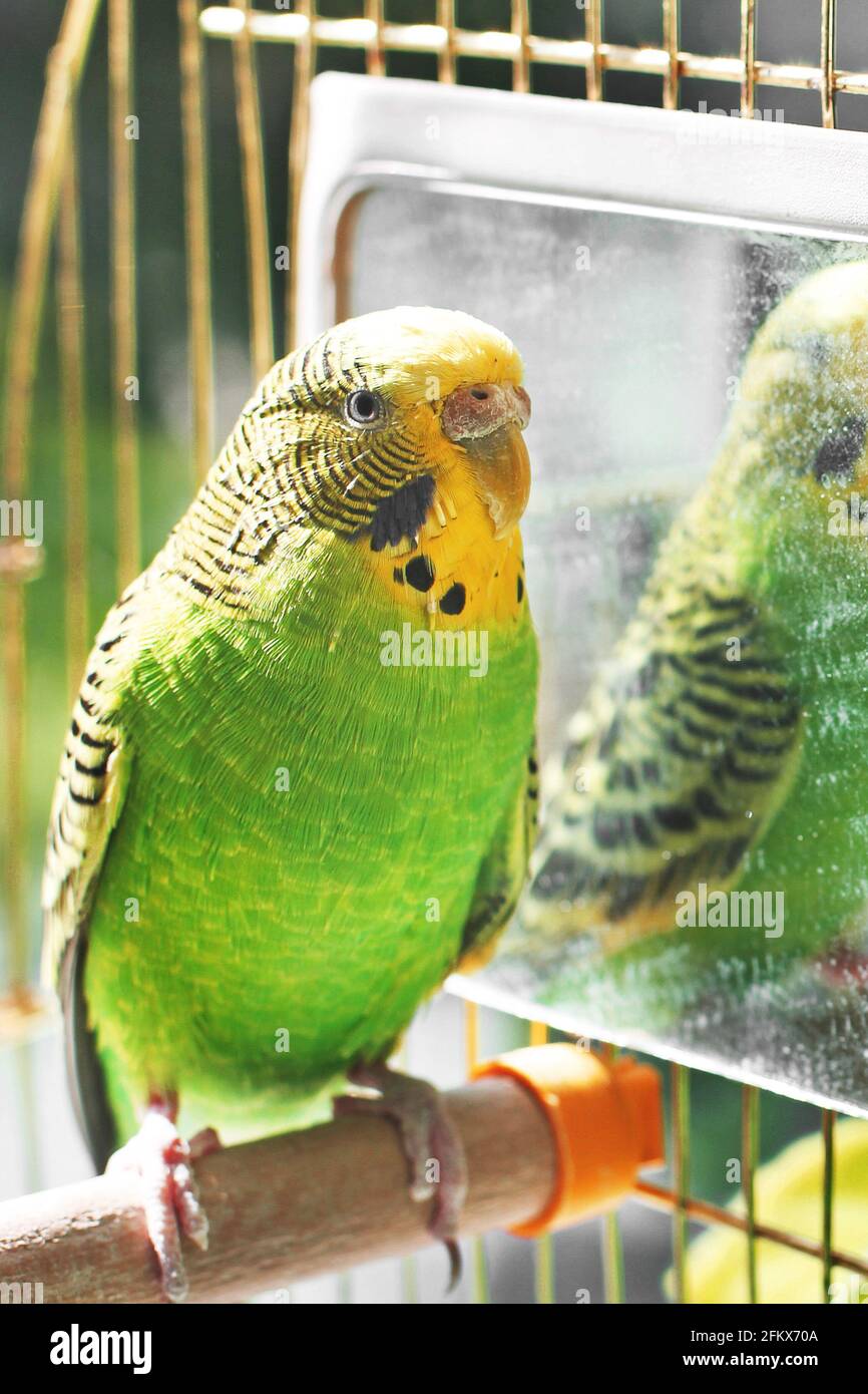 Beautiful wavy parrot close up. Green budgerigar Stock Photo - Alamy