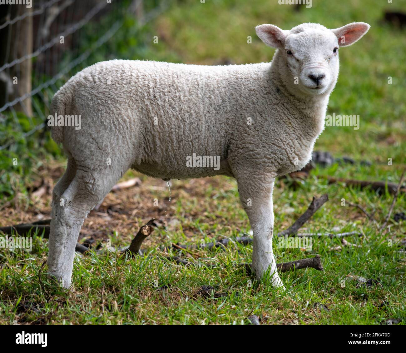 A Texel cross ram lamb standing its ground, Laund House farm, Moor ...