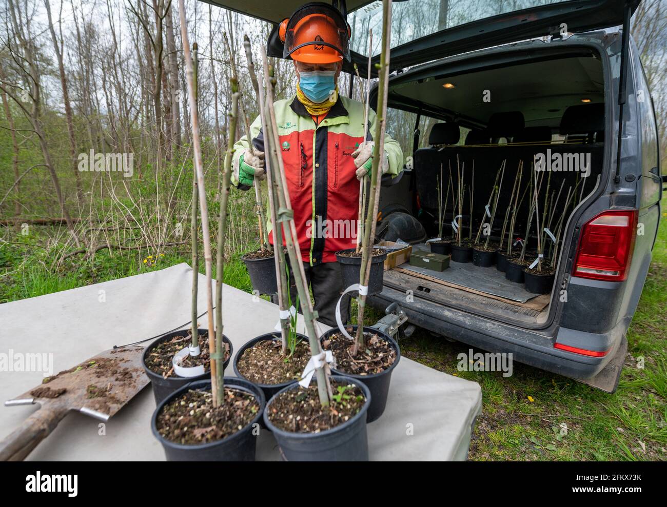 Ash shoot dieback hi-res stock photography and images - Alamy