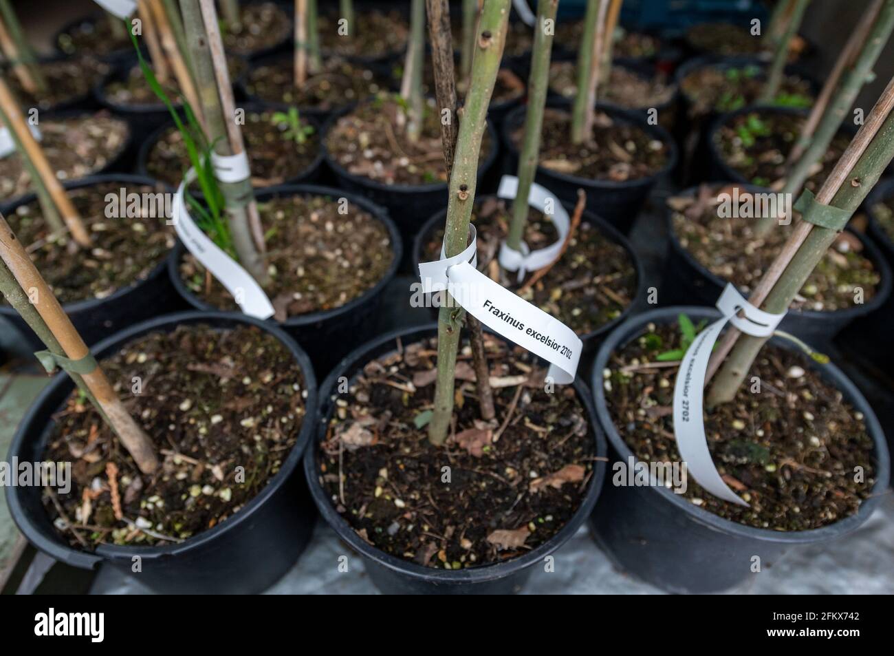 Ash canker hi-res stock photography and images - Alamy