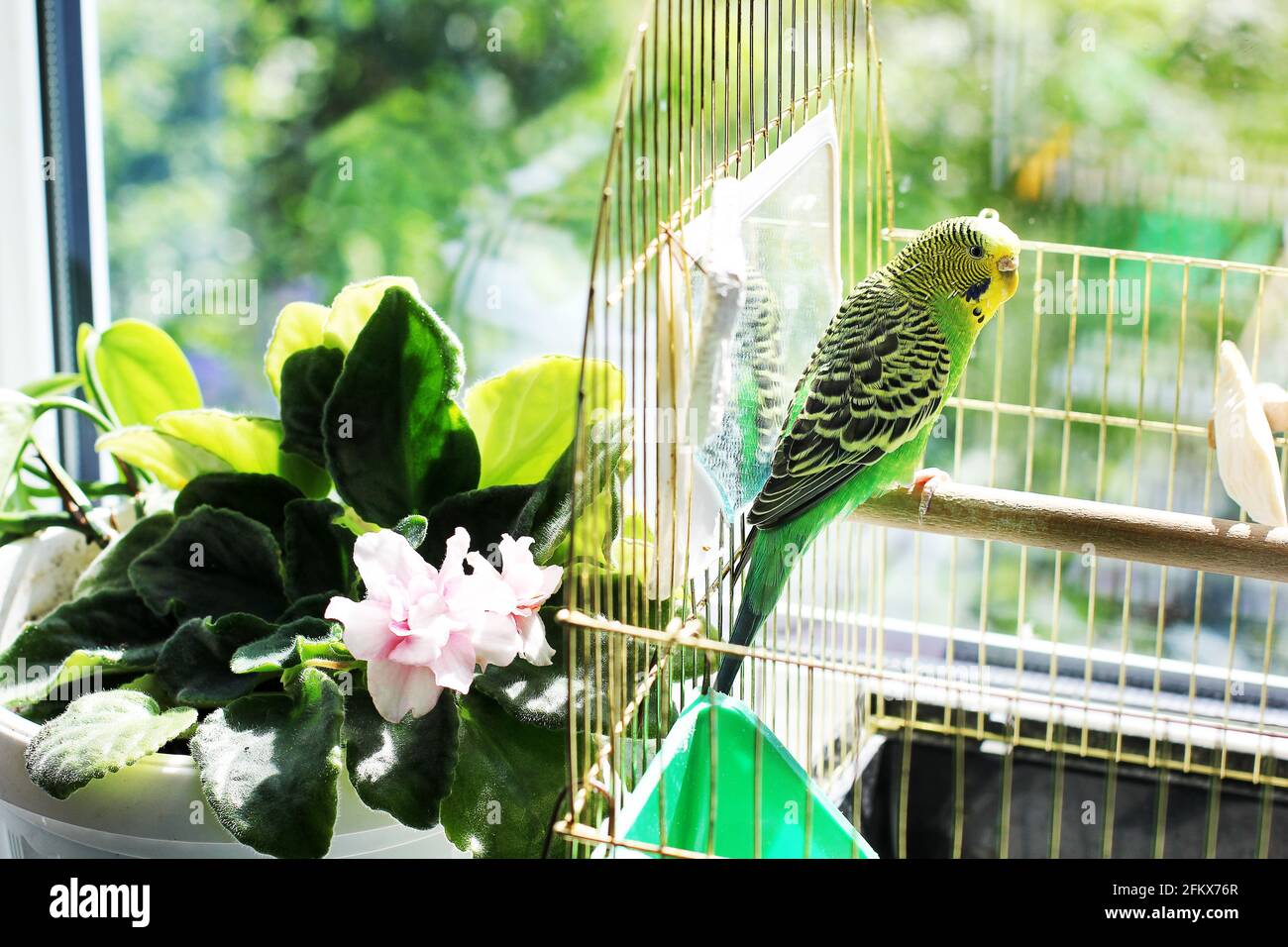 Beautiful wavy parrot close up. Green budgerigar Stock Photo - Alamy