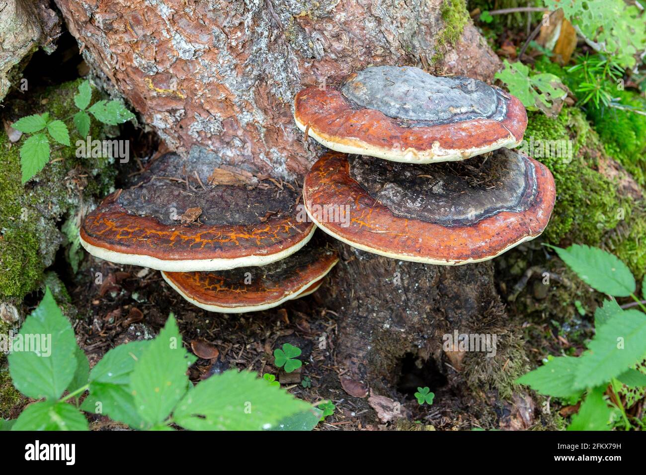 Red Rimmed Tree Sponge, Fomitopsis Pinicola Stock Photo - Alamy