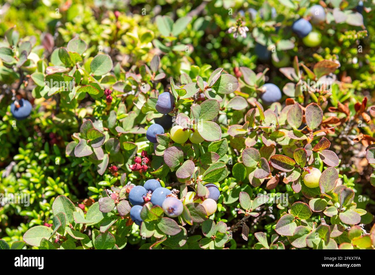 Heidelbeerstrauch mit reifen heidelbeeren hi-res stock photography and ...