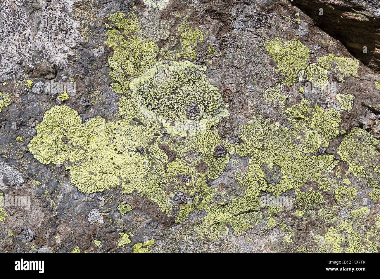 Map Lichen, Rhizocarpon Geographicum Stock Photo - Alamy