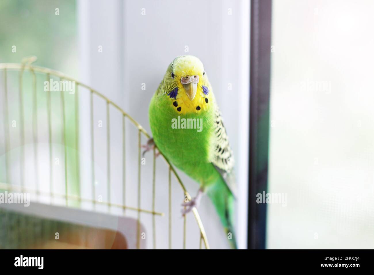 Beautiful wavy parrot close up. Green budgerigar Stock Photo - Alamy