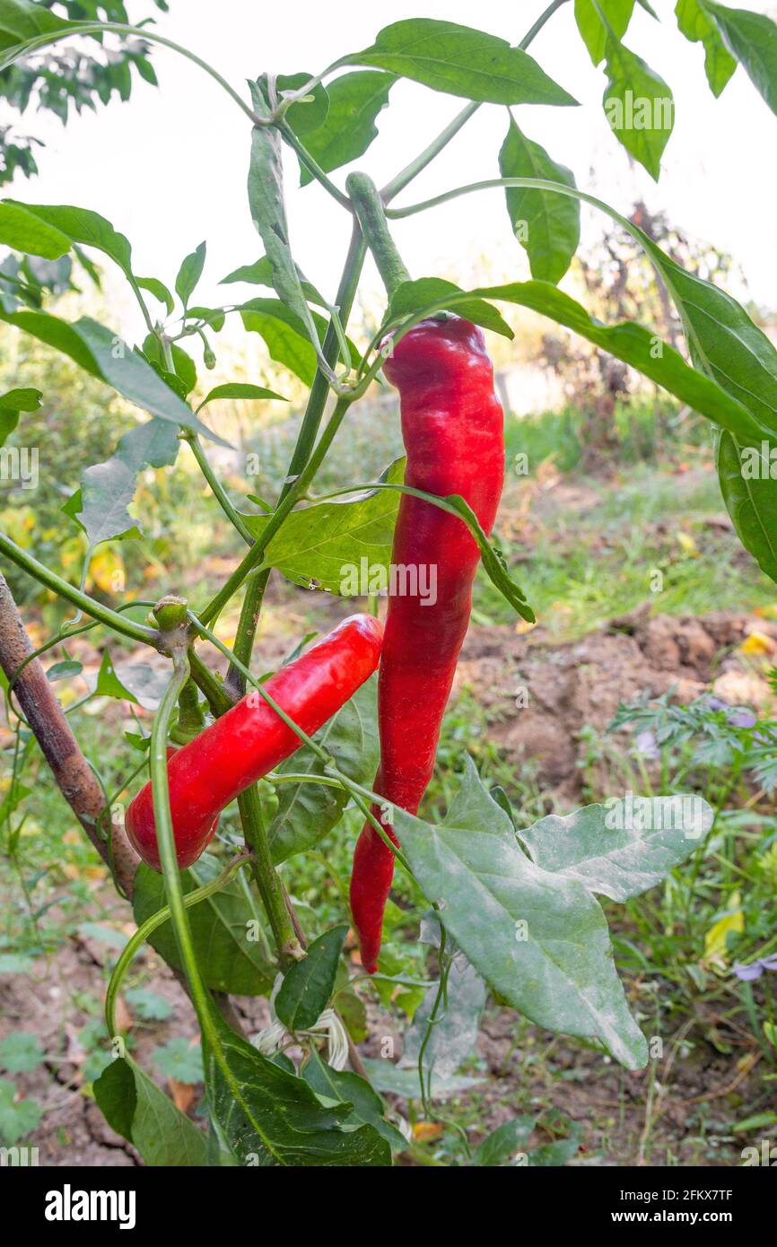 Peproni hi-res stock photography and images - Alamy