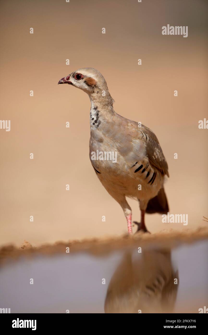Chukar partridge (Alectoris chukar) or simply chukar drinking water ...