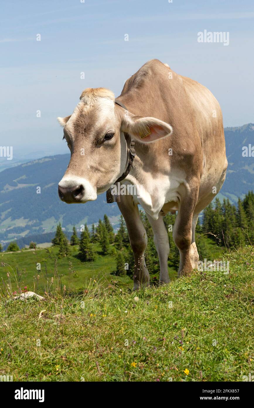 Cow, Braunvieh On An Alp Stock Photo - Alamy