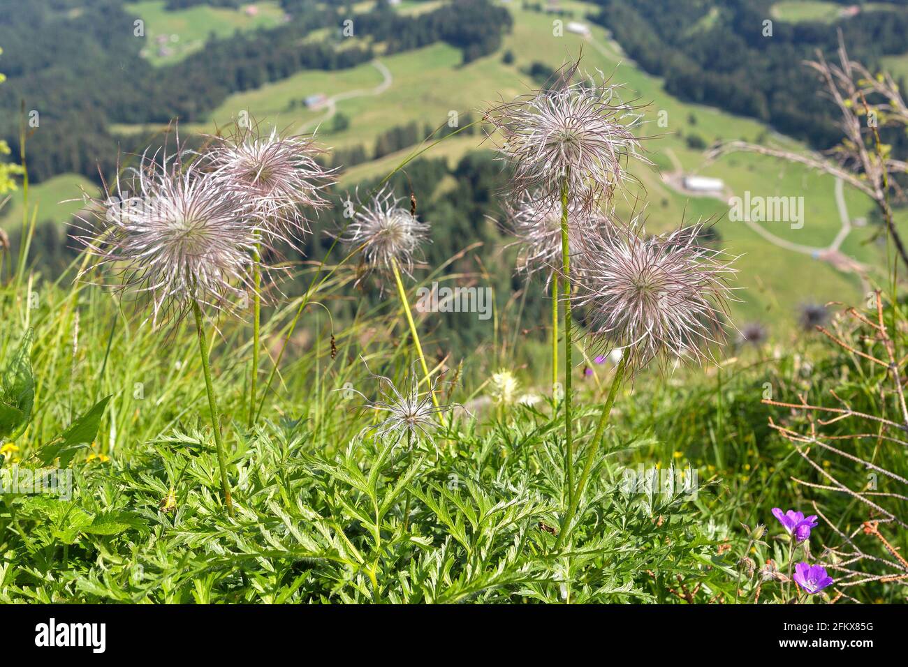 Fruit Cluster Of Alpine Cow Puffs, Pulsatilla Alpina Stock Photo - Alamy