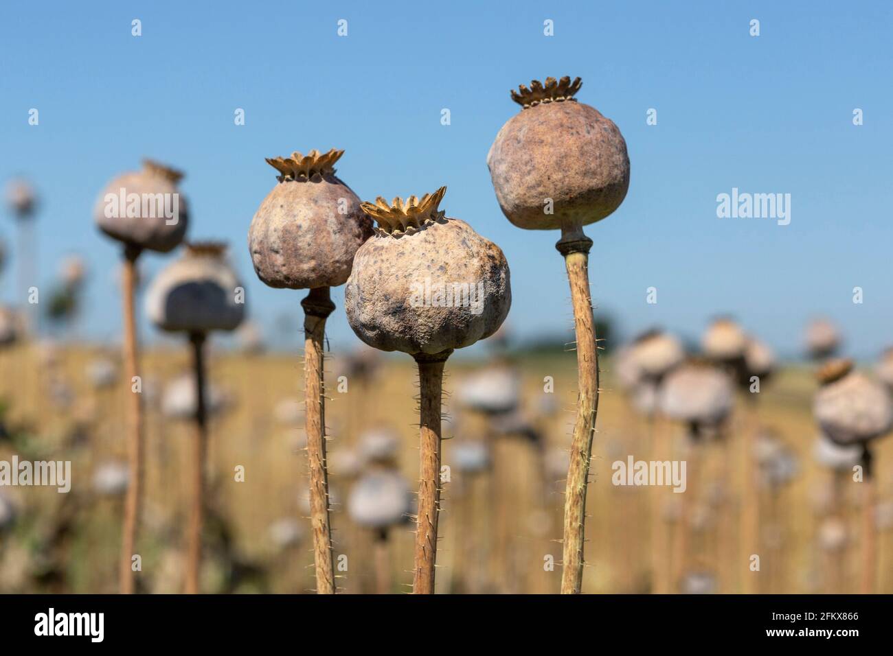 Mature capsules hi-res stock photography and images - Alamy