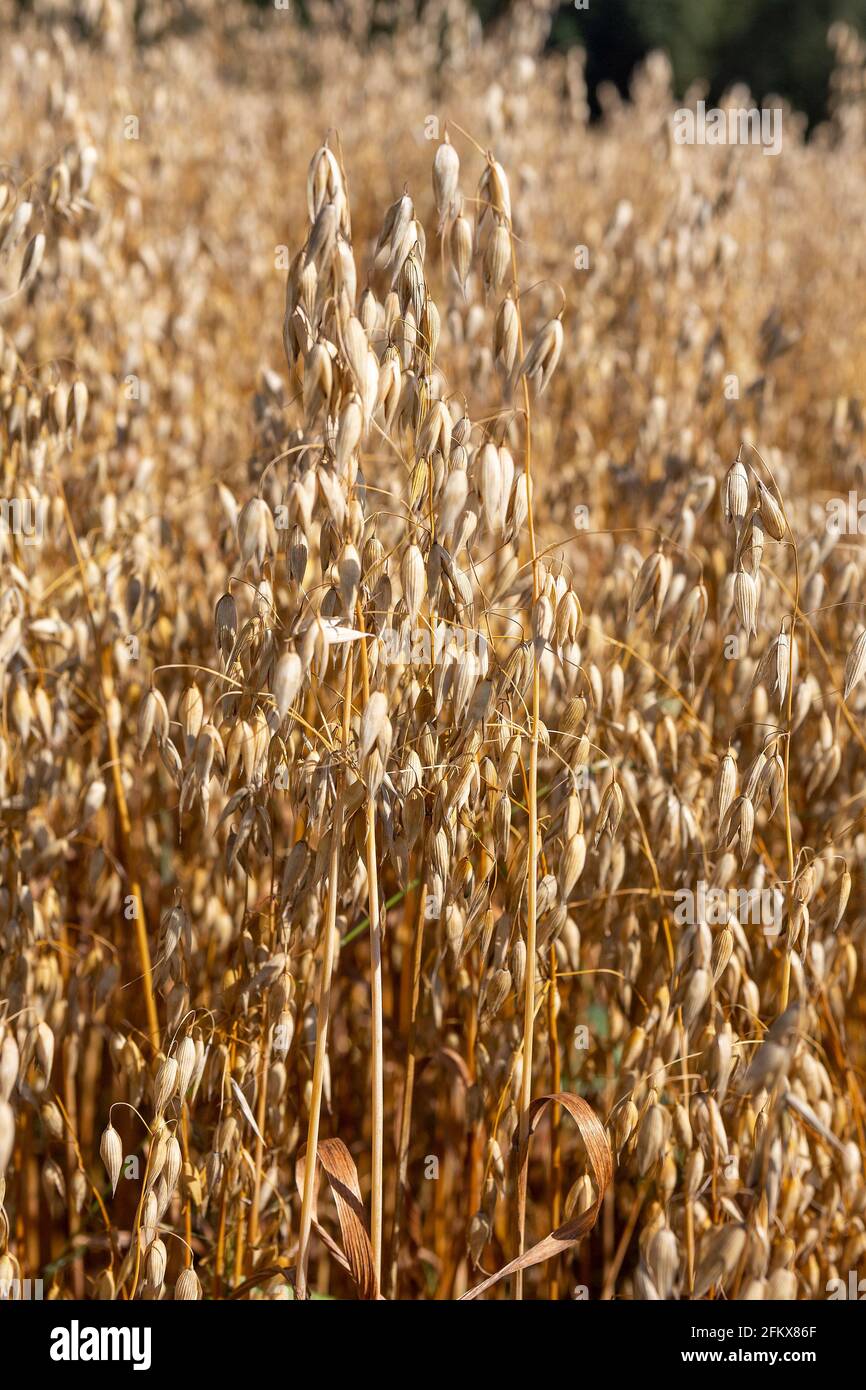 Ripe Oats, Oat Field Stock Photo - Alamy