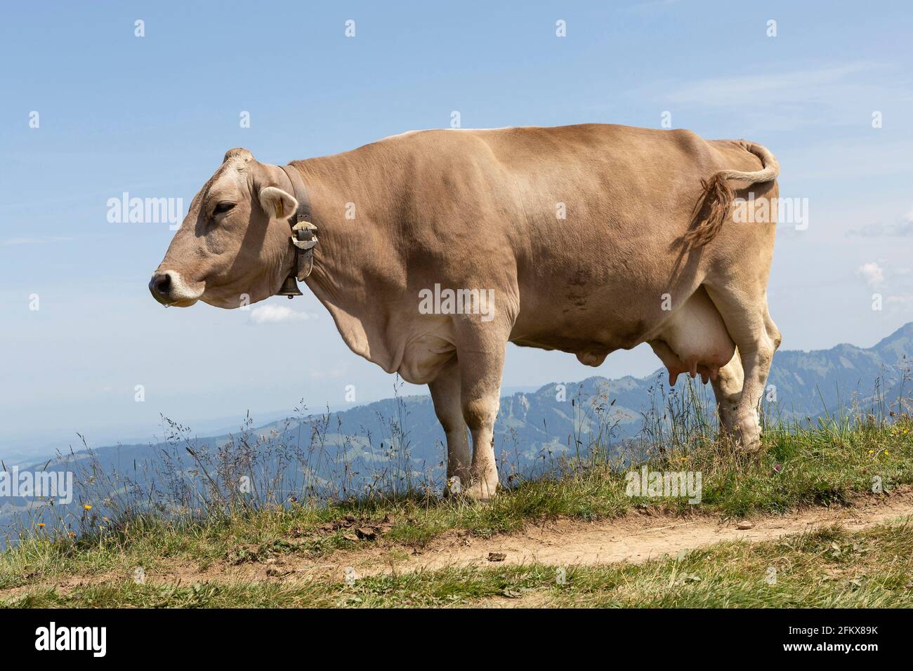 Cow, Braunvieh On An Alm Stock Photo - Alamy
