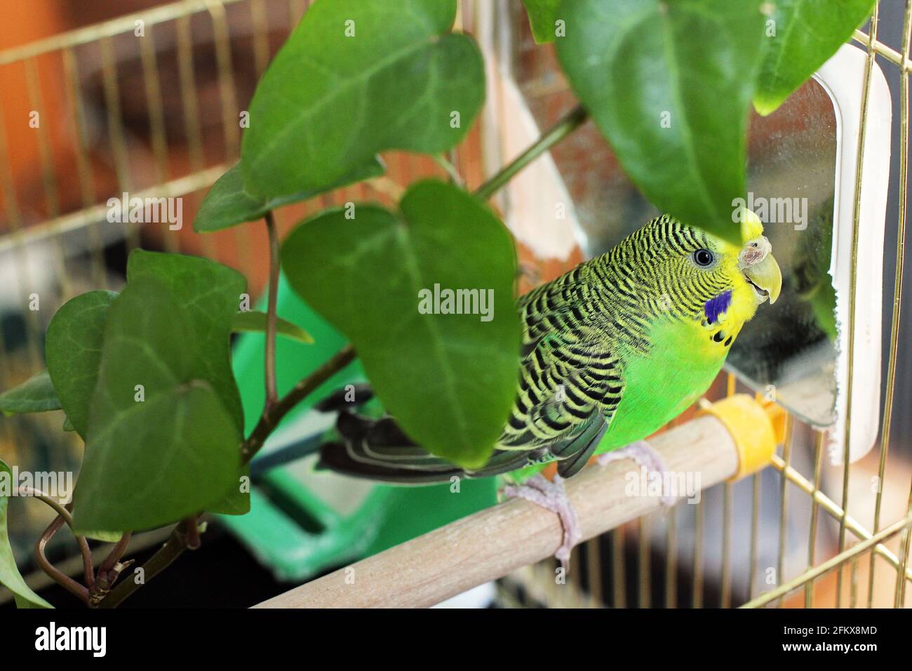 Beautiful wavy parrot close up. Green budgerigar Stock Photo - Alamy