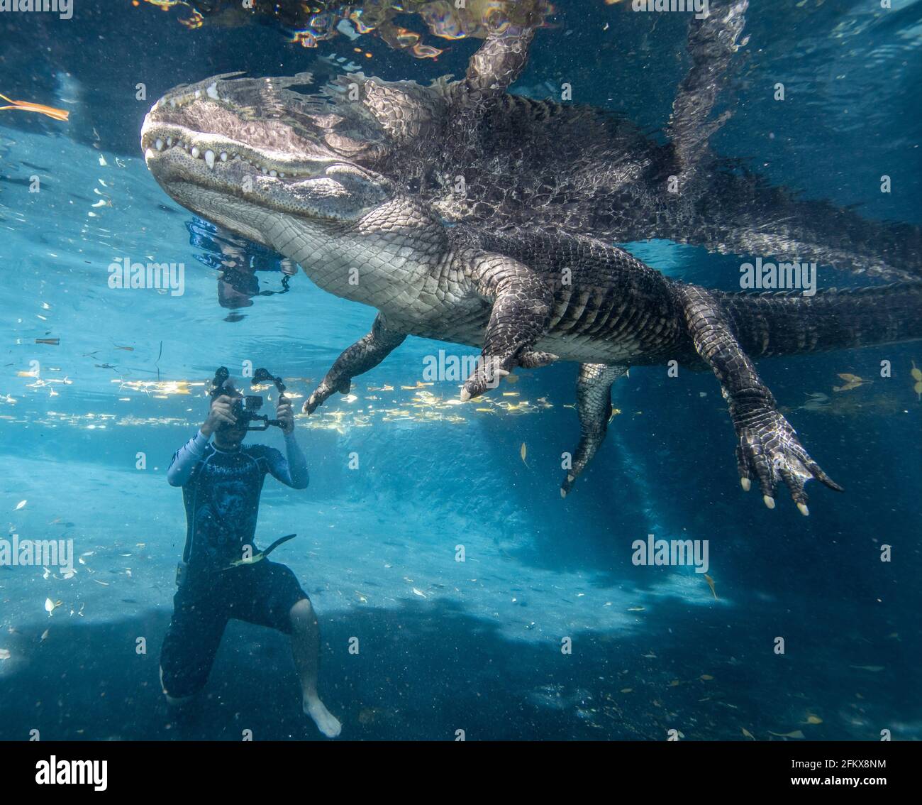 FLORIDA, USA: For Tomasz, swimming with alligators is magical. THIS ...
