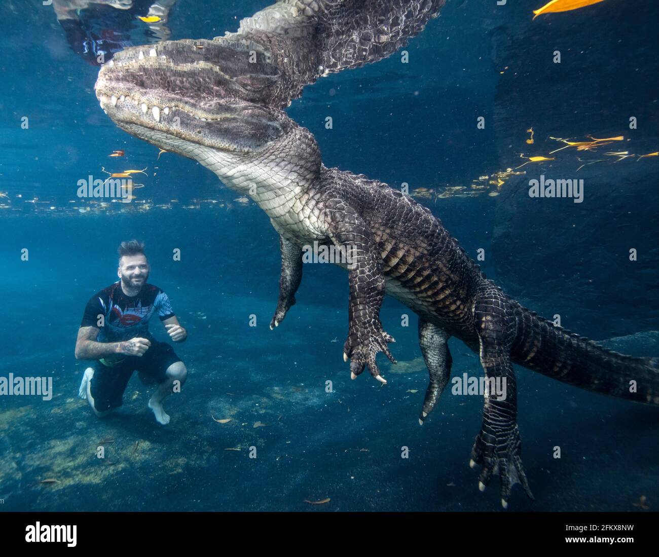 FLORIDA, USA: The alligators were aware of Tomasz's presence in the ...