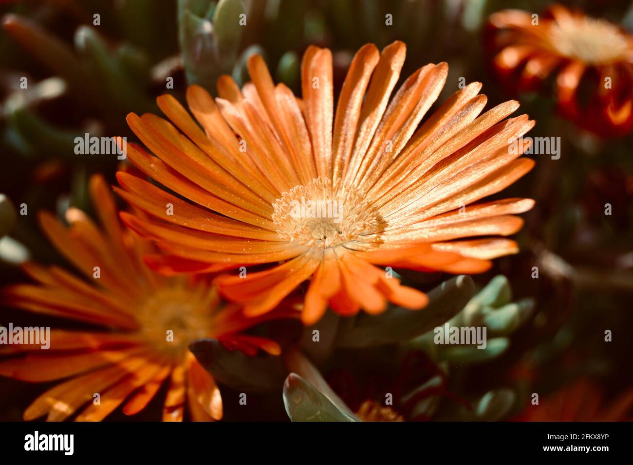 a beautiful orange flower blossoming in the spring Stock Photo - Alamy