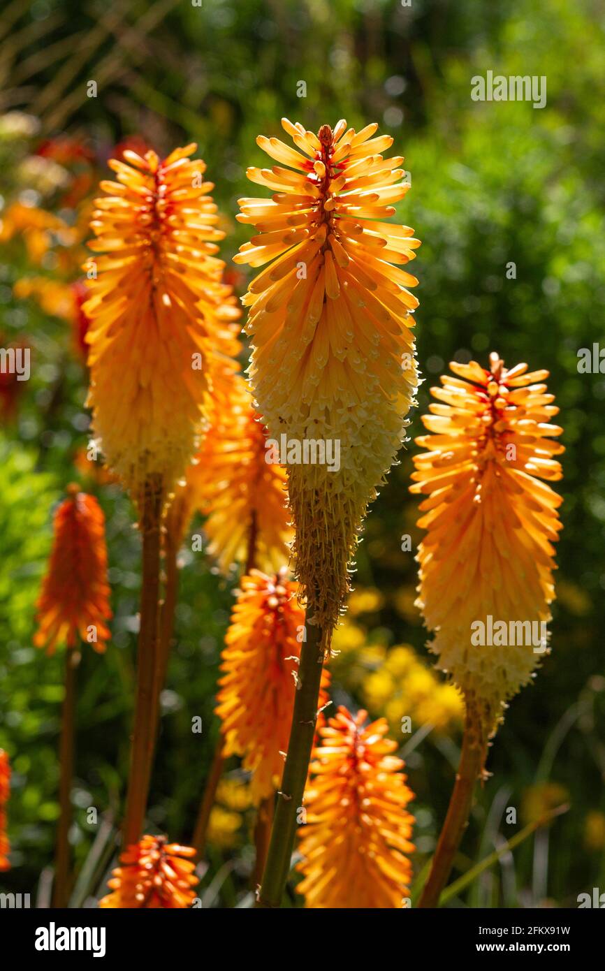 Aloe Vera, Flowers Stock Photo - Alamy