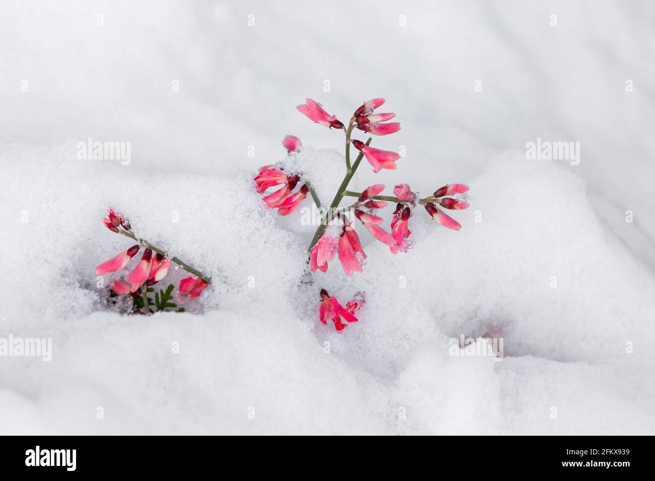 Pink Flowers In The Snow Stock Photo - Alamy