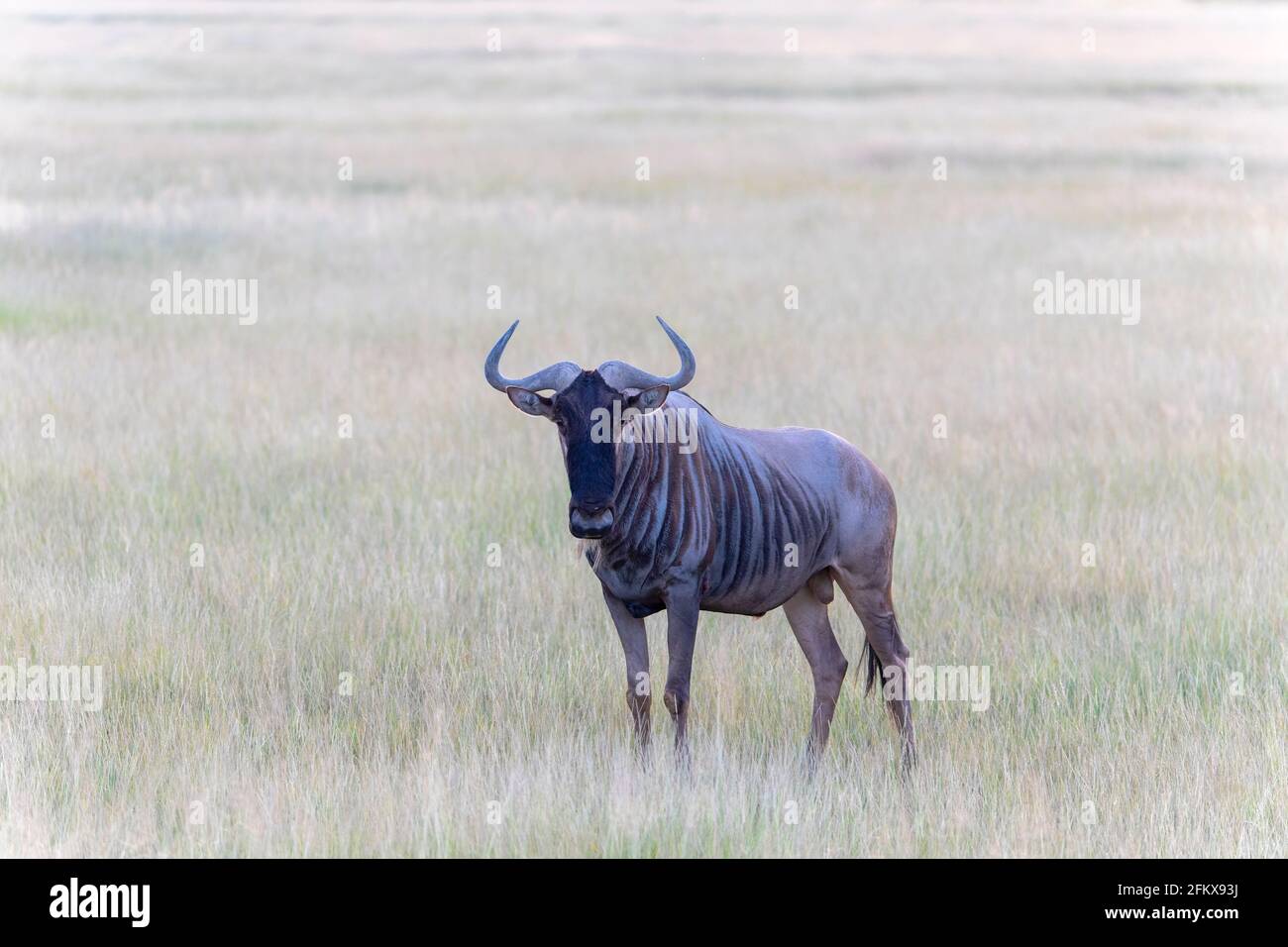 Wildbeast, Gnu in the Savannah of Kenya, Amboseli National Park, Africa ...