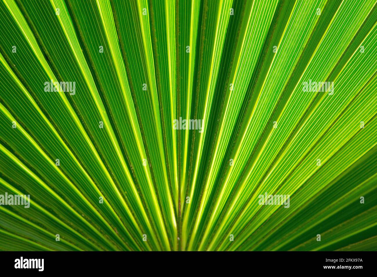 Fan Palm, Palm Leaf Stock Photo - Alamy