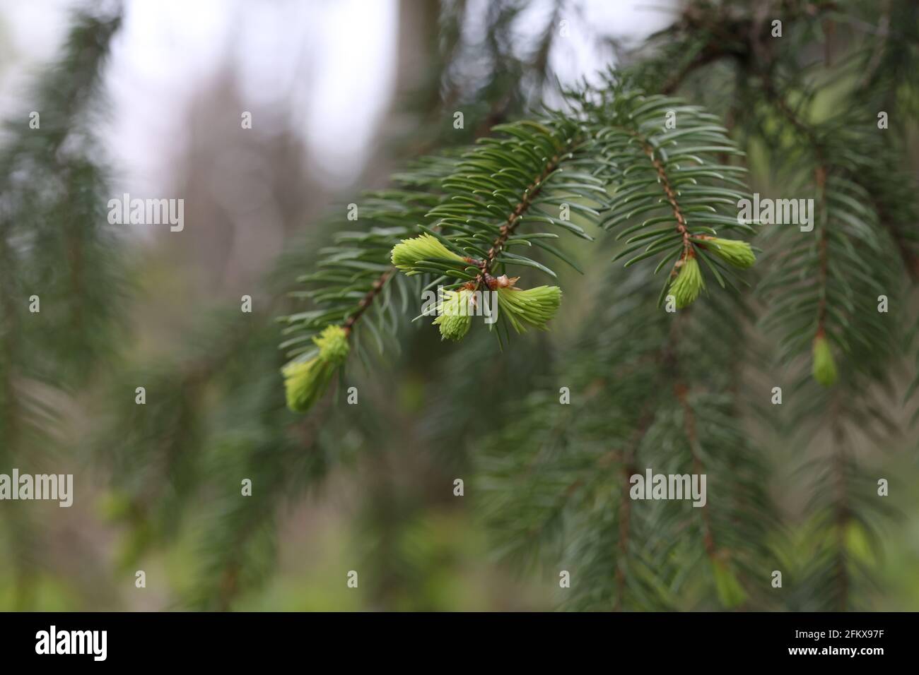 Young shoots on a fir branch in the forest Stock Photo - Alamy