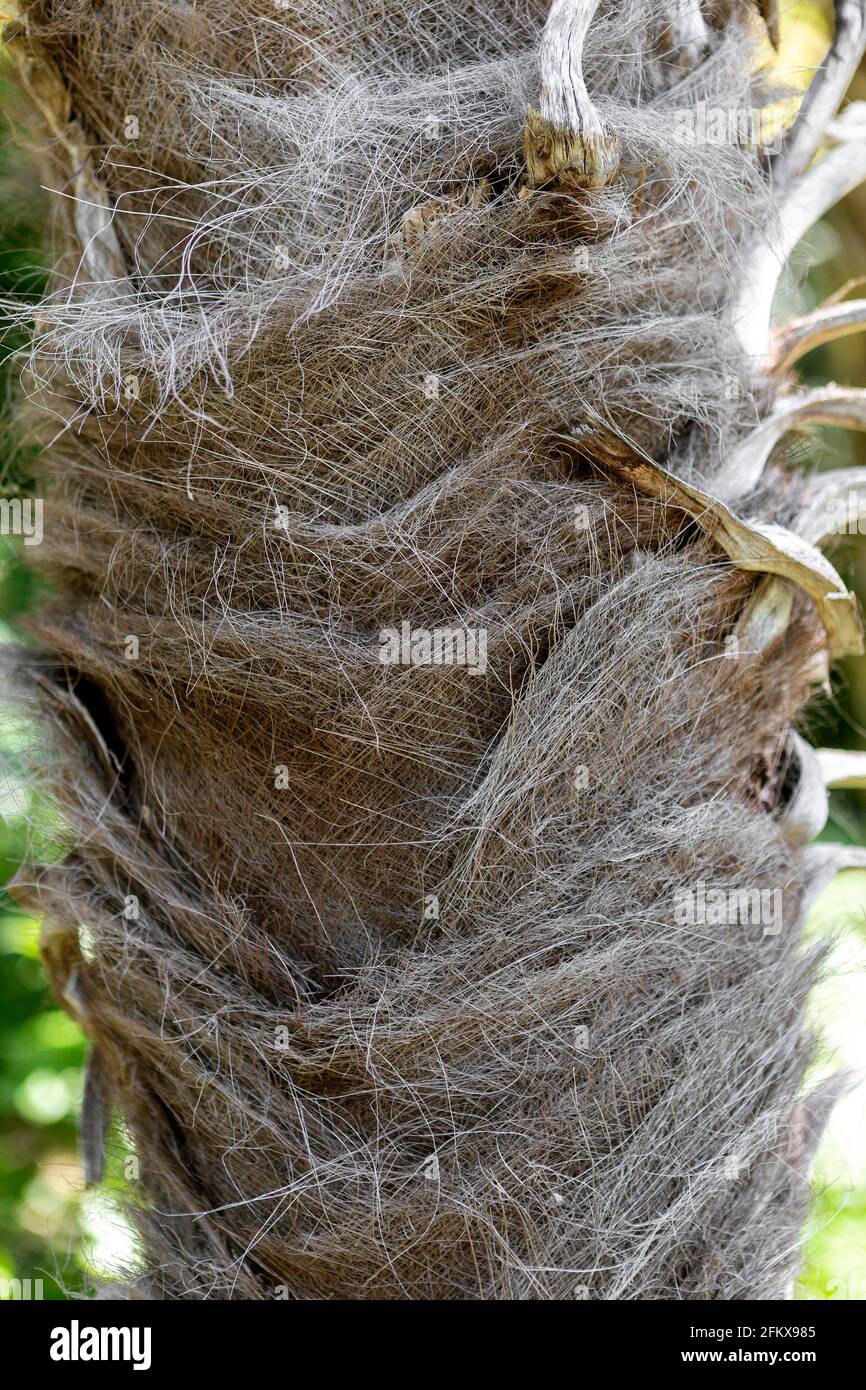 Hemp Palm Tree High Resolution Stock Photography and Images - Alamy