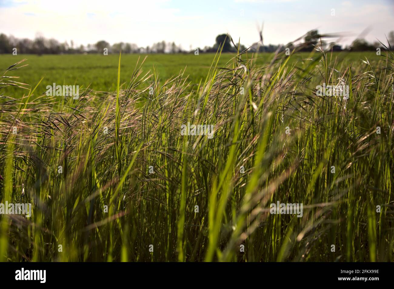 Grass in a field at sunset seen up close Stock Photo - Alamy