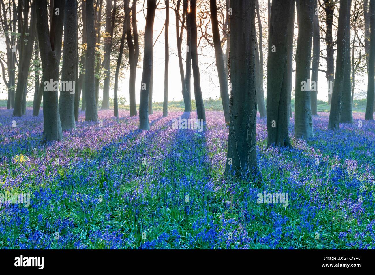 Bluebells badbury clump hi-res stock photography and images - Alamy