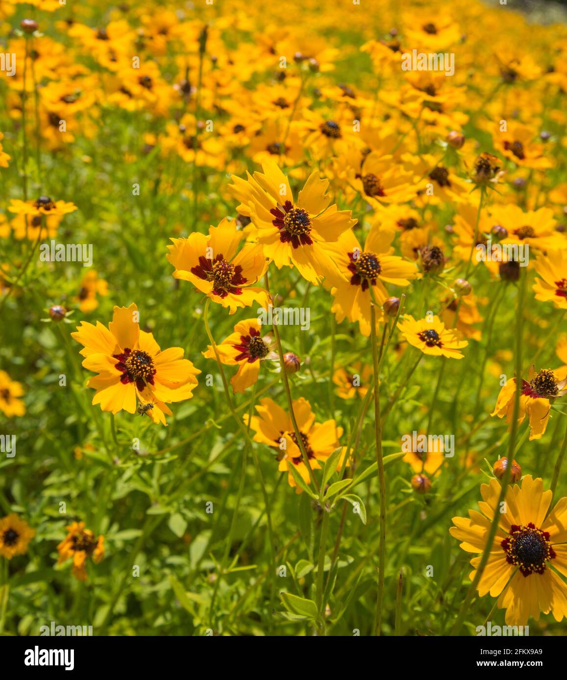 Yellow roadside wildflowers hi-res stock photography and images - Alamy