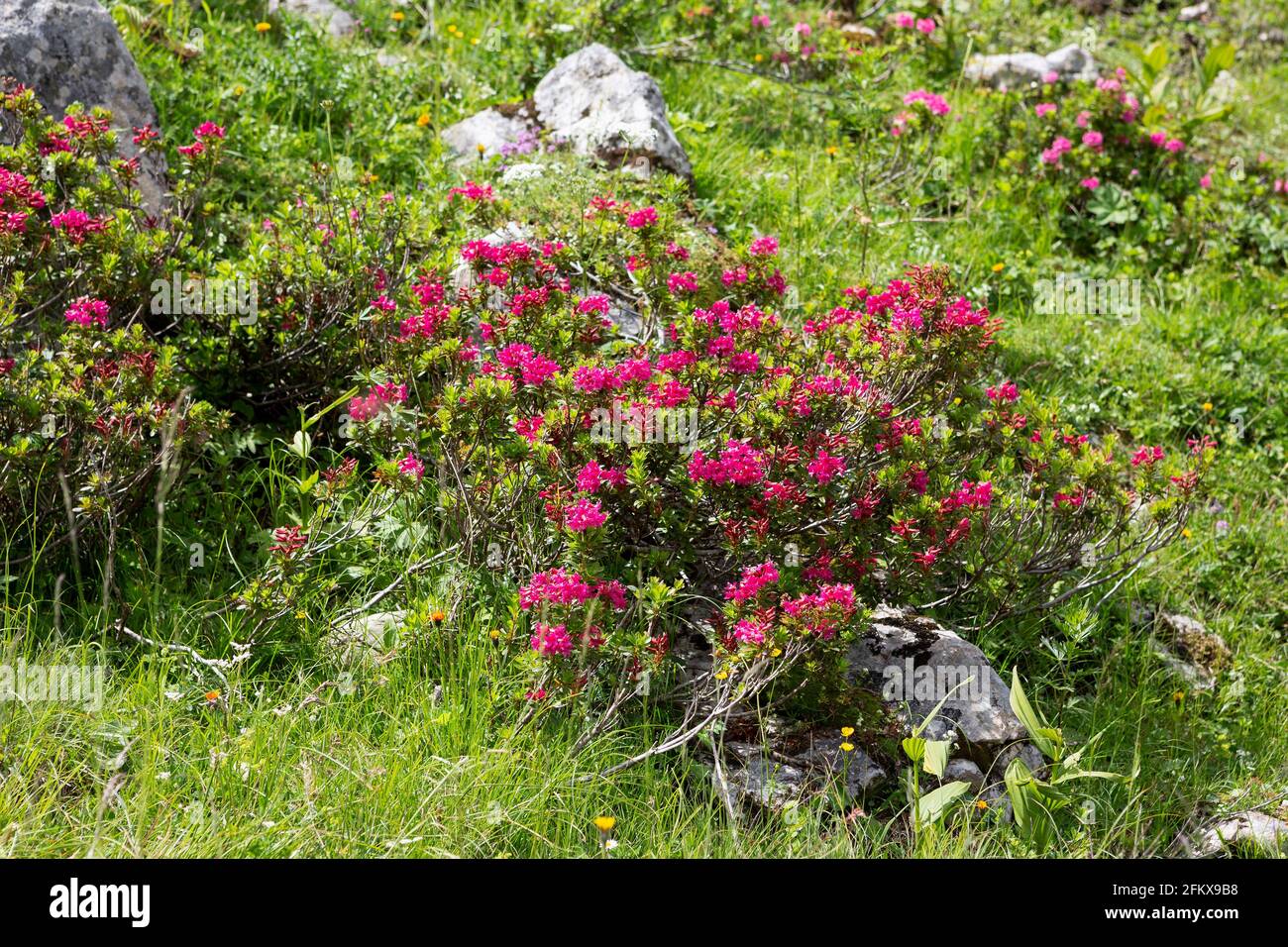 Alpenrose Or Almrausch, Rhododendron Stock Photo - Alamy