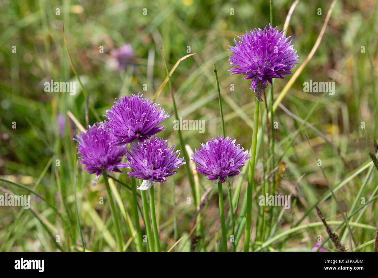 Wild Chives, Allium Schoenoprasum Stock Photo - Alamy