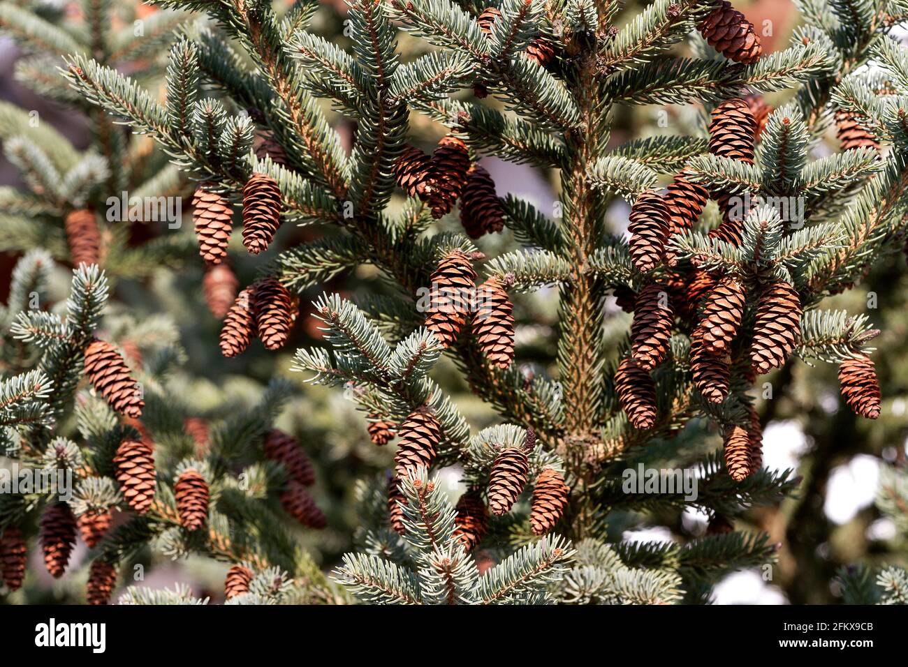 Conifer, Spruce Cones Stock Photo - Alamy