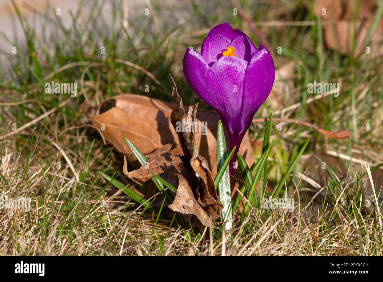 Lila crocus iridaceae hi-res stock photography and images - Alamy