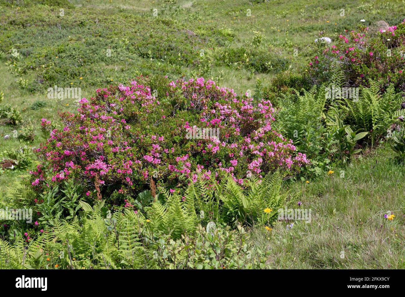 Rosa alpenrose hi-res stock photography and images - Alamy