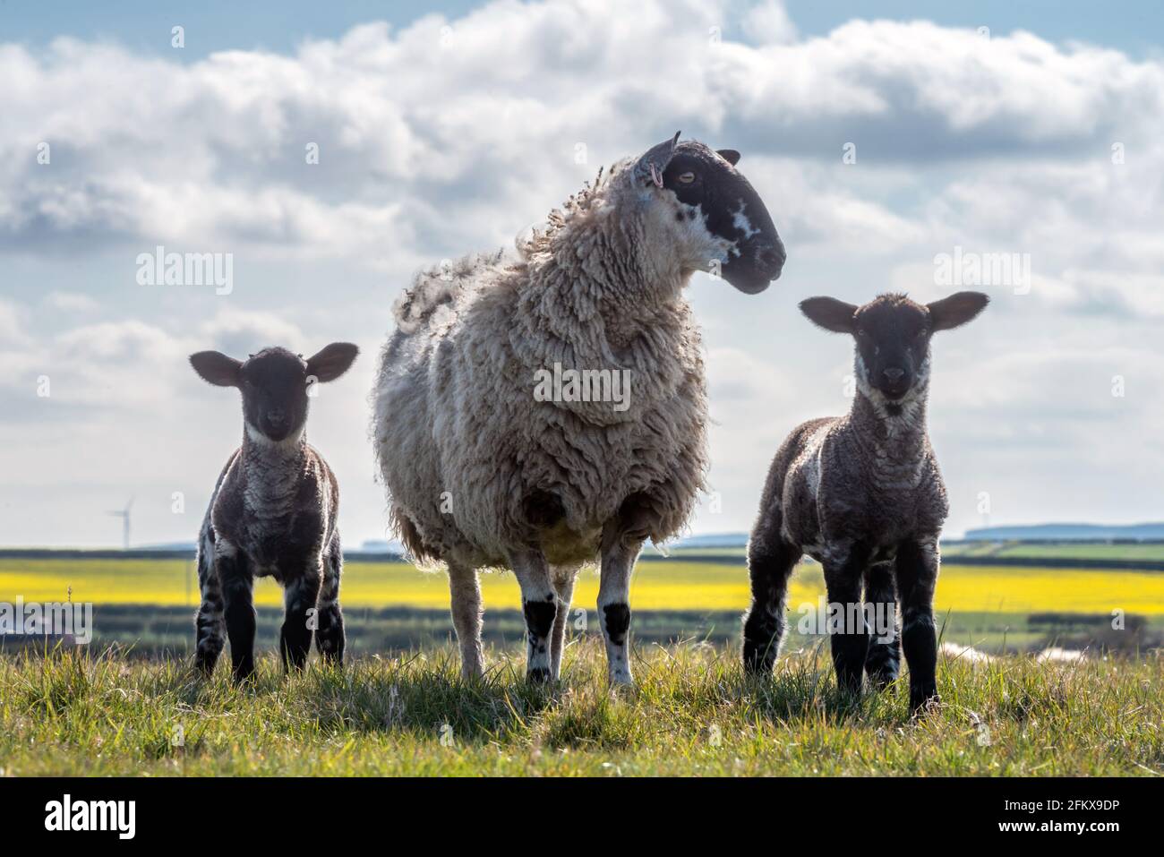 Mutton Castle High Resolution Stock Photography and Images - Alamy