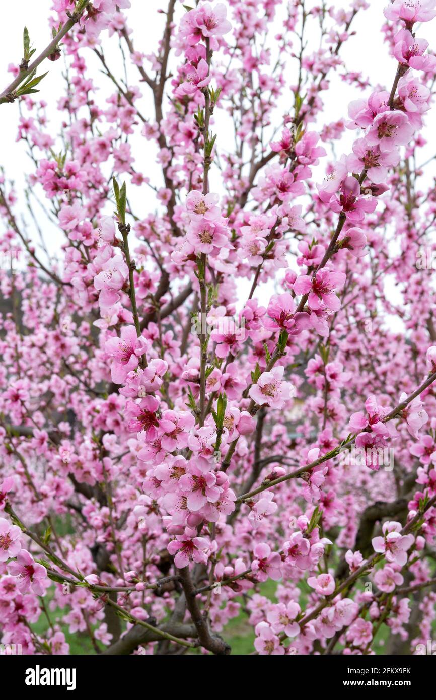 Pfirsichbaumzweige hi-res stock photography and images - Alamy