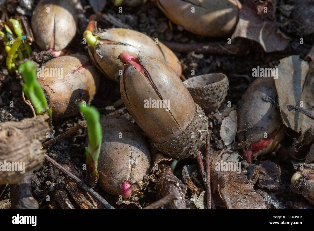 Oak, Germinating Acorns In Spring Stock Photo - Alamy